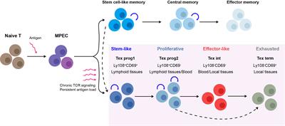 Frontiers | The development of CD8 T-cell exhaustion heterogeneity and the therapeutic ...